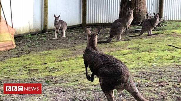 Window-smashing kangaroo escapes from shelter in Australia | الديار